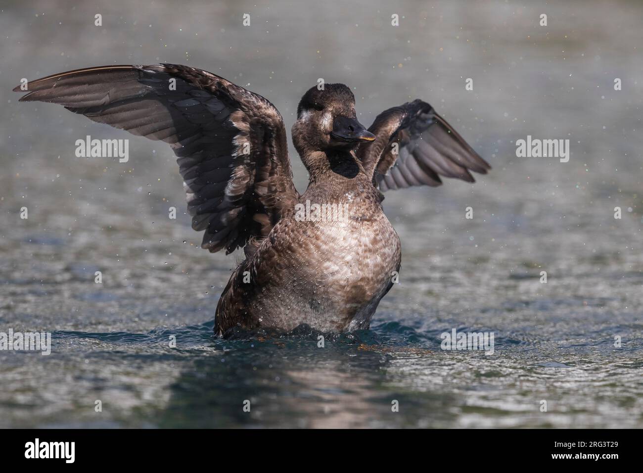 Female Surf Scoter Stock Photo - Alamy