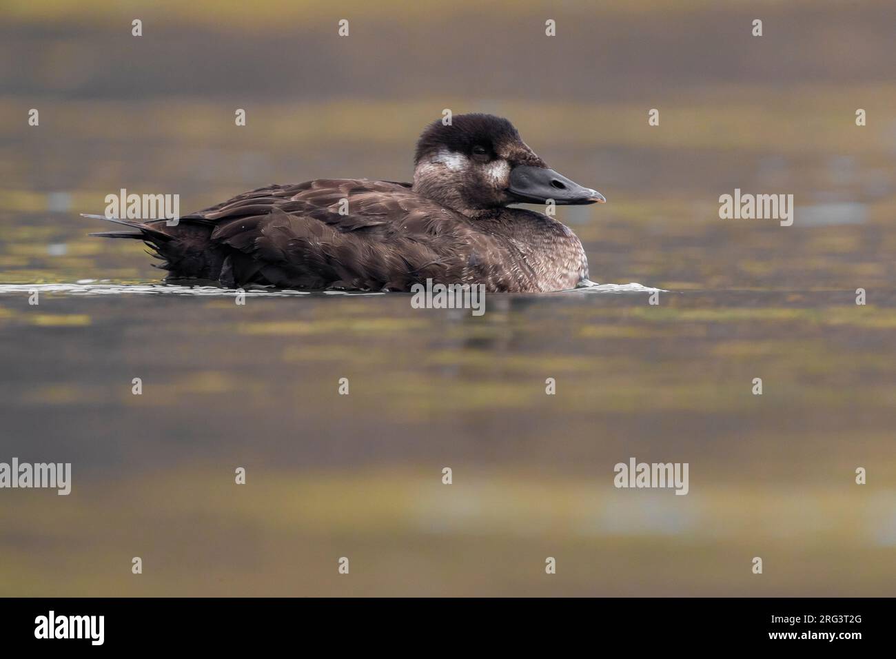 Female Surf Scoter Stock Photo - Alamy