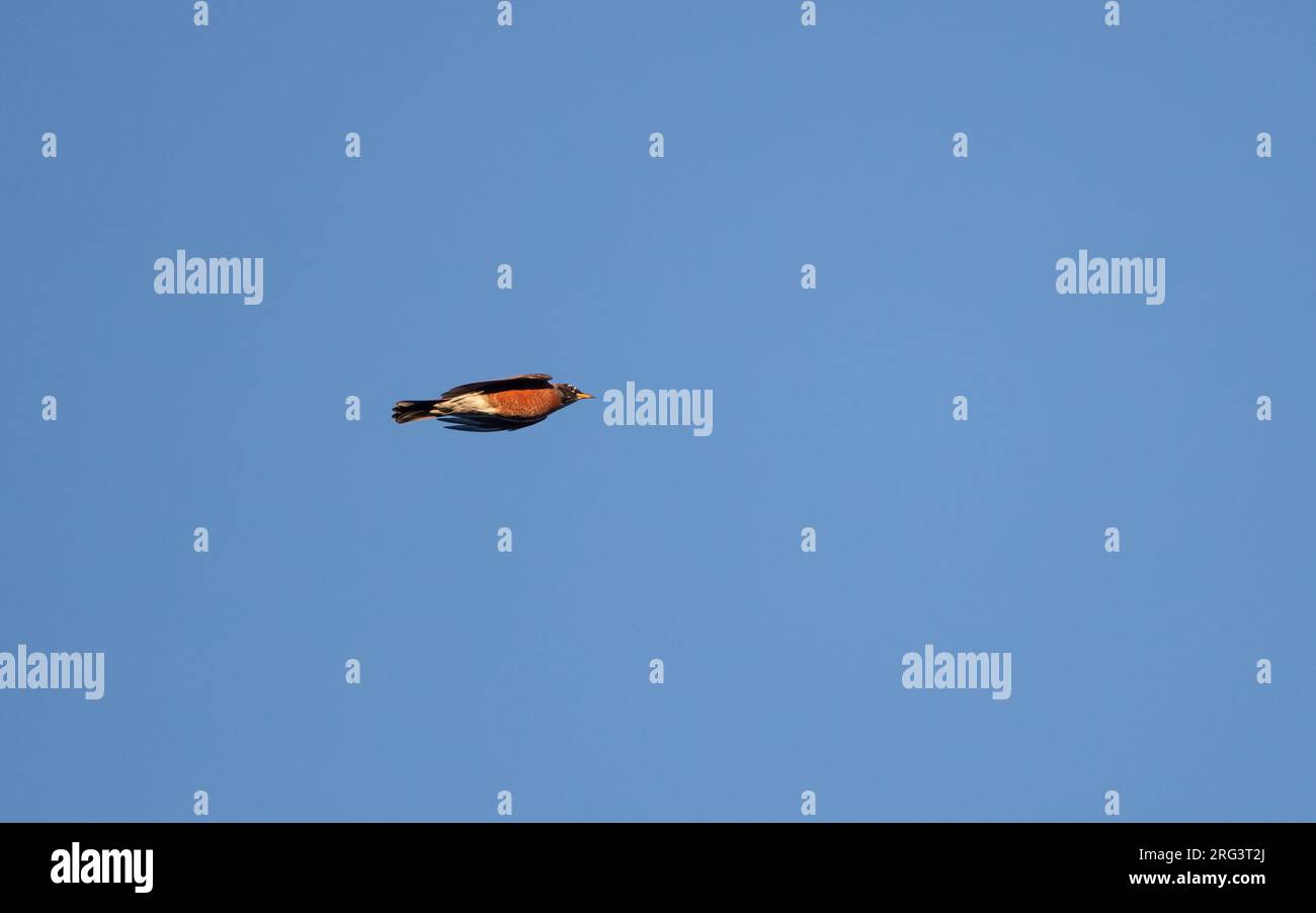 American Robin (Turdus migratorius), migrating male at Cape May, New ...