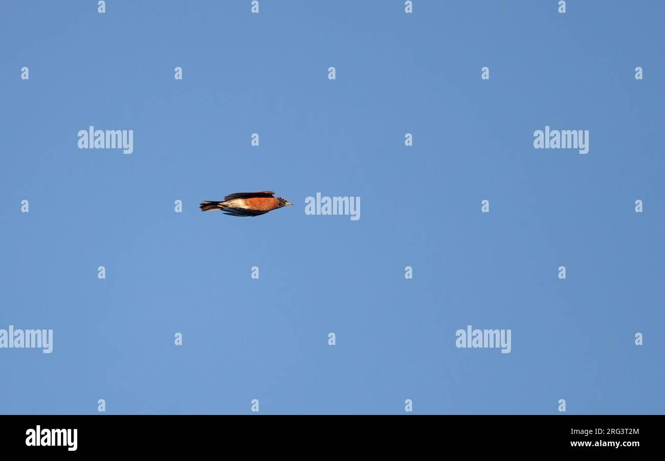 Flying american robin hi-res stock photography and images - Alamy