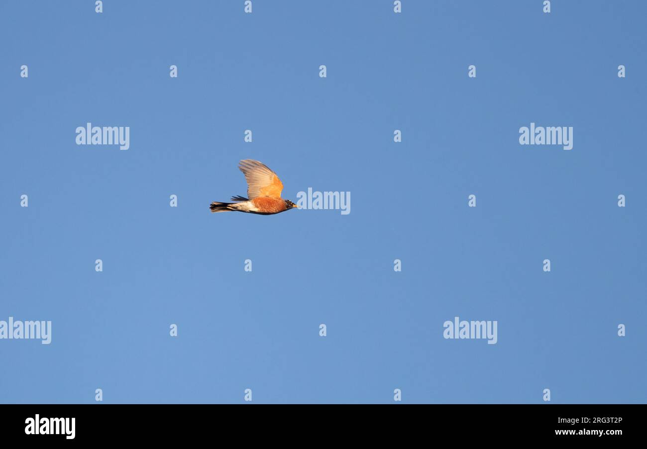 Flying american robin hi-res stock photography and images - Alamy