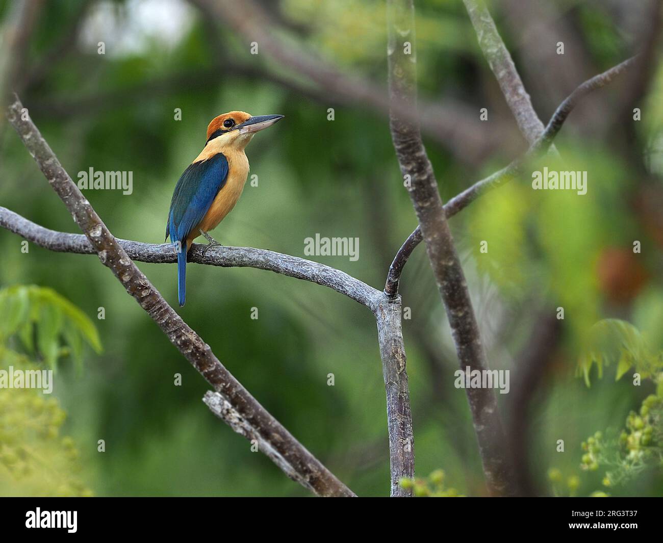 Cinnamon-banded Kingfisher (Todiramphus australasia) on Leti island in ...