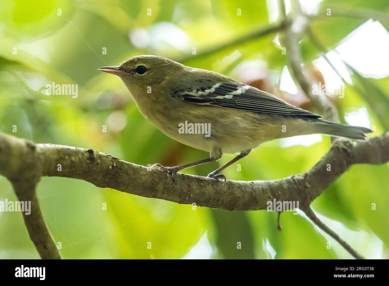 Vagrant Bay-breasted Warbler (Setophaga castanea) on the island Corvo ...