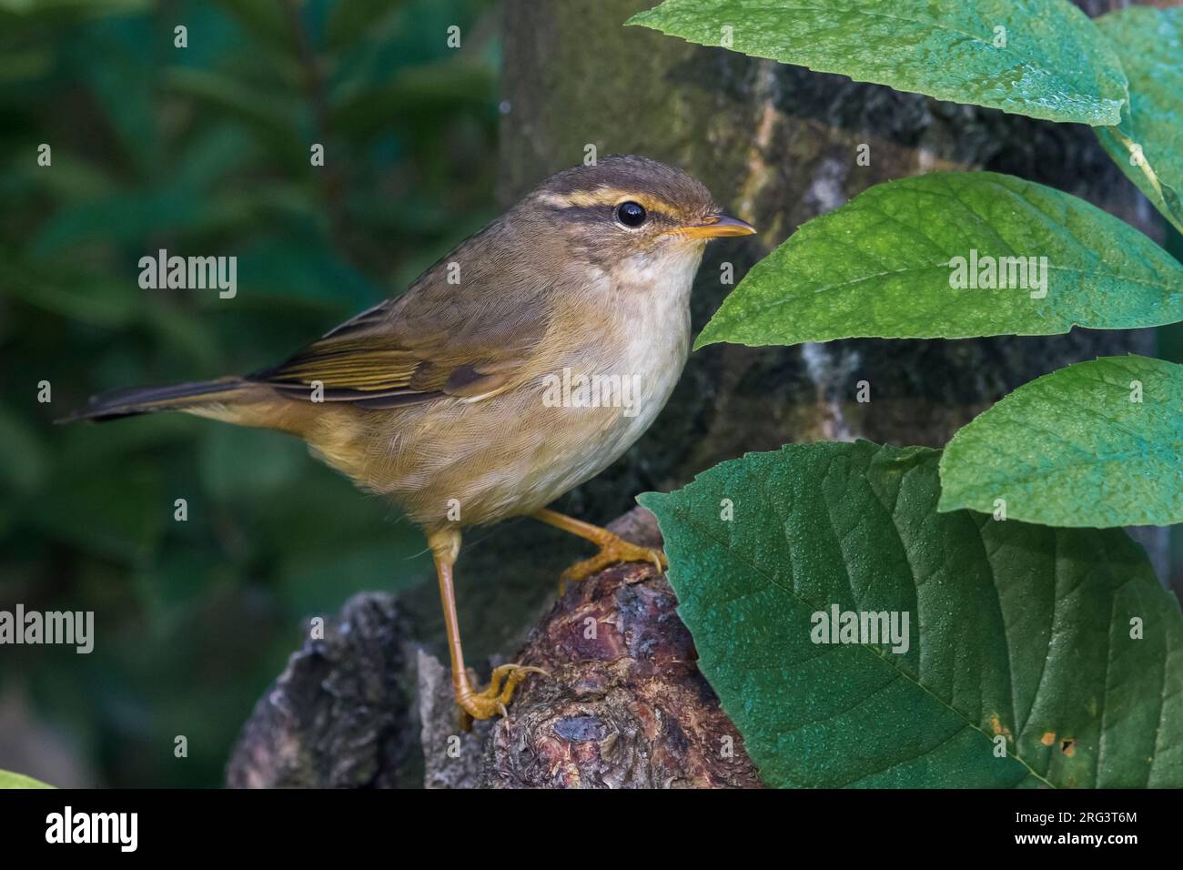 Raddes Boszanger; Radde's Warbler Stock Photo - Alamy