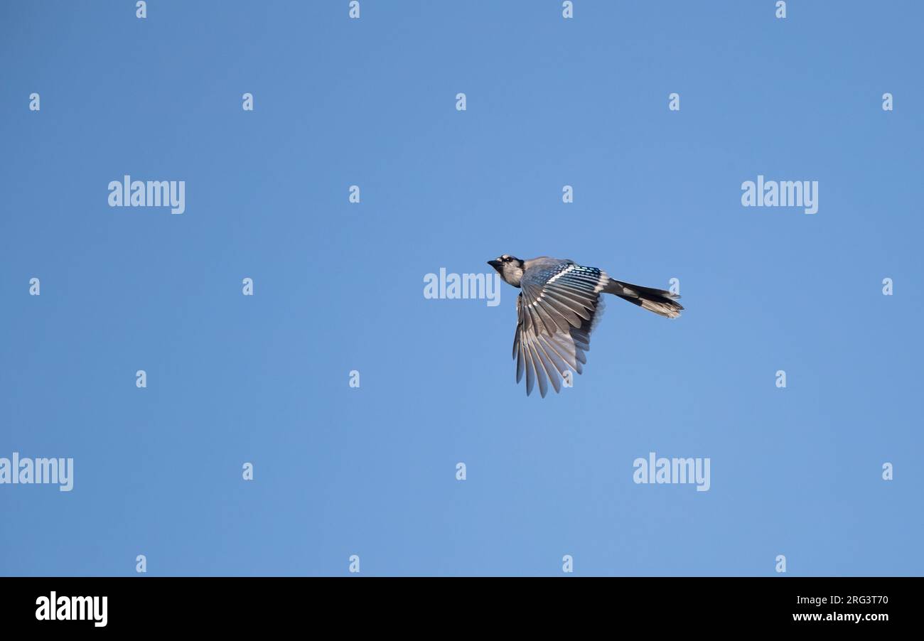 Blue Jay (Cyanocitta cristata) in flight showing upperside on migration ...