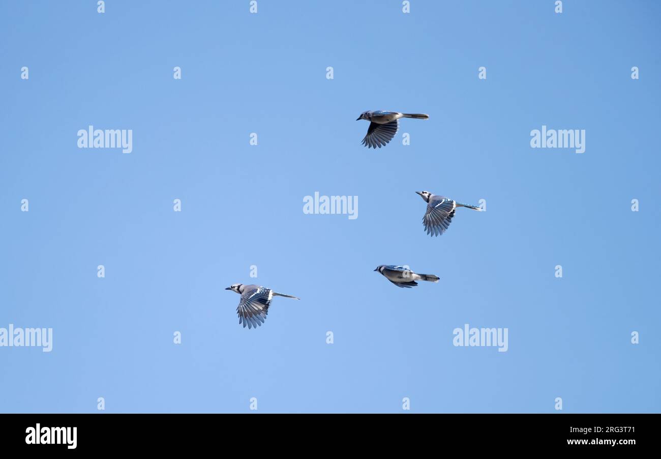 Blue Jay (Cyanocitta cristata) flock in flight on migration at Cape May ...