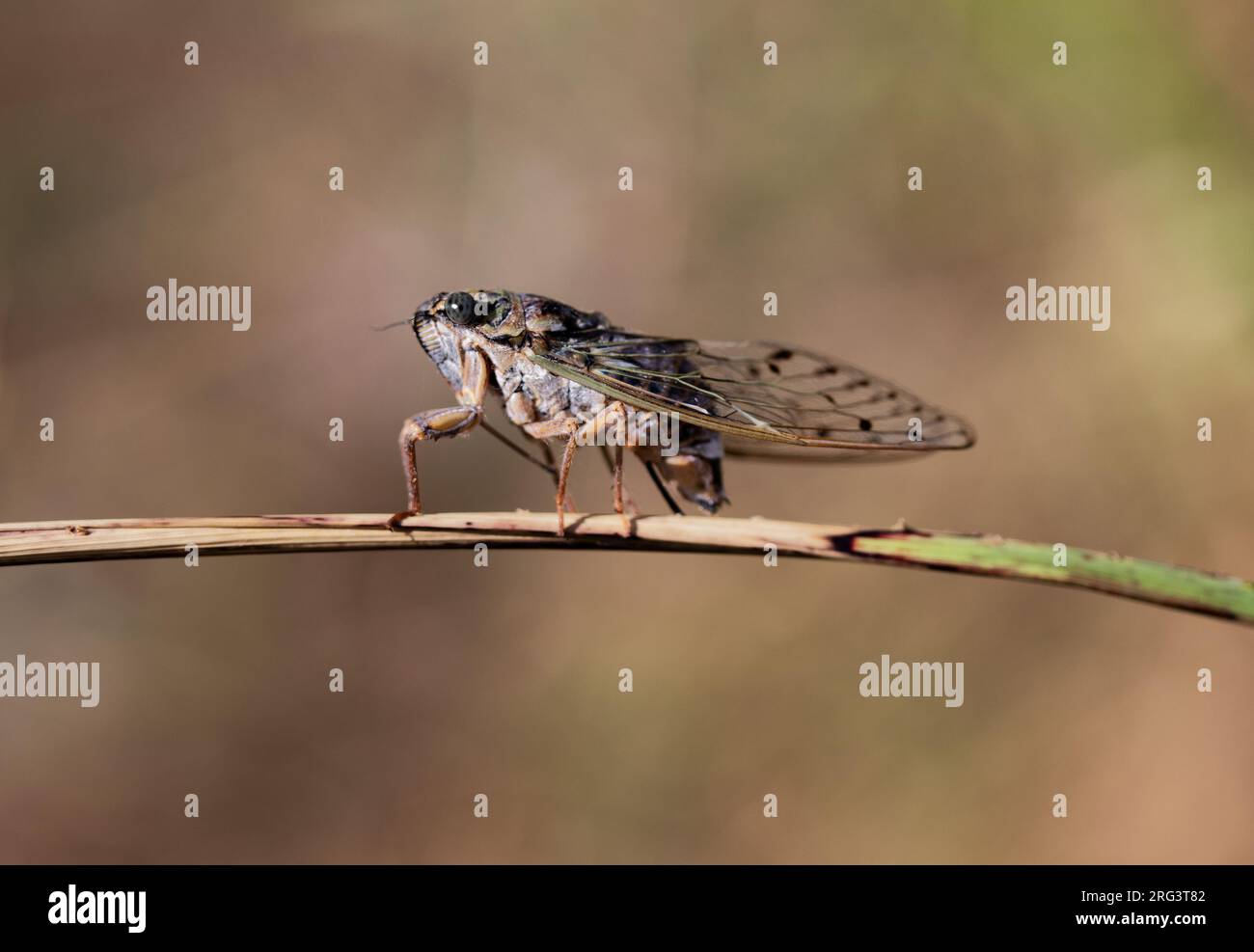 Cicada abdomen hi-res stock photography and images - Alamy