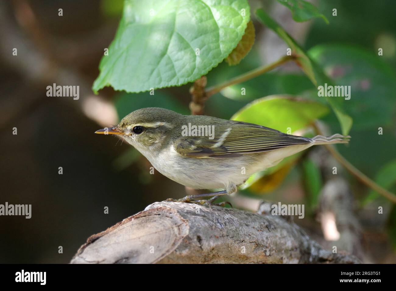 Autumn plumaged Two-barred Warbler (Phylloscopus plumbeitarsus) in ...