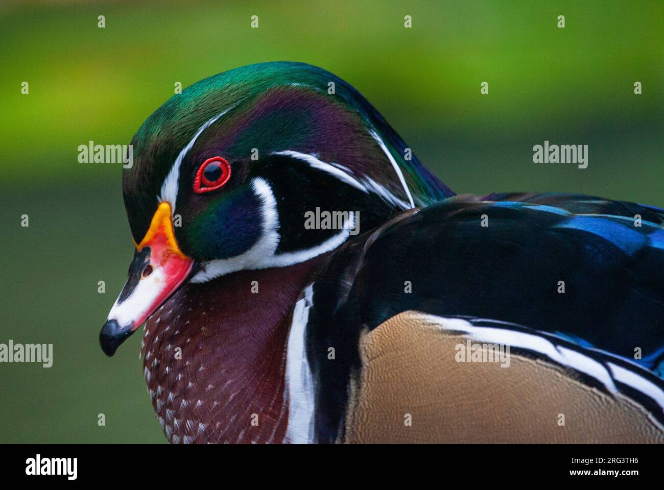 Male Wood Duck (Aix sponsa) on the Azores. Possible wild vagrant from ...