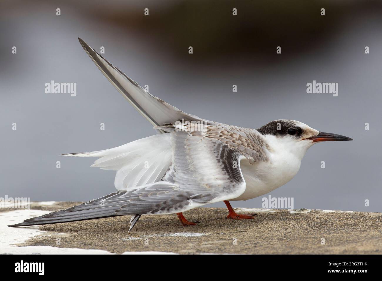 Onvolwassen Visdief, Immature Common Tern Stock Photo - Alamy