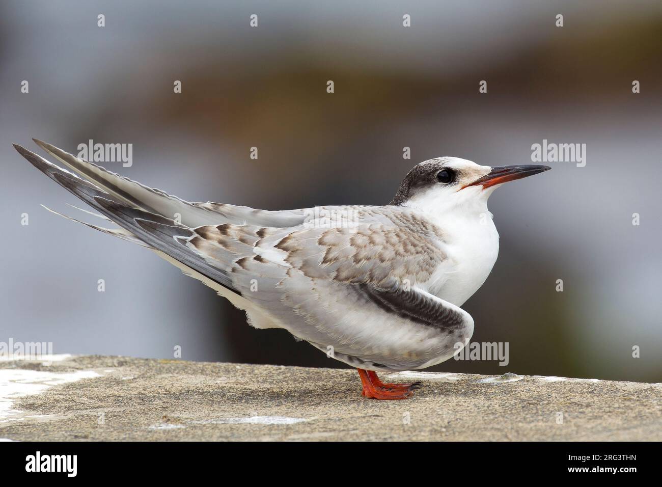 Onvolwassen Visdief, Immature Common Tern Stock Photo - Alamy