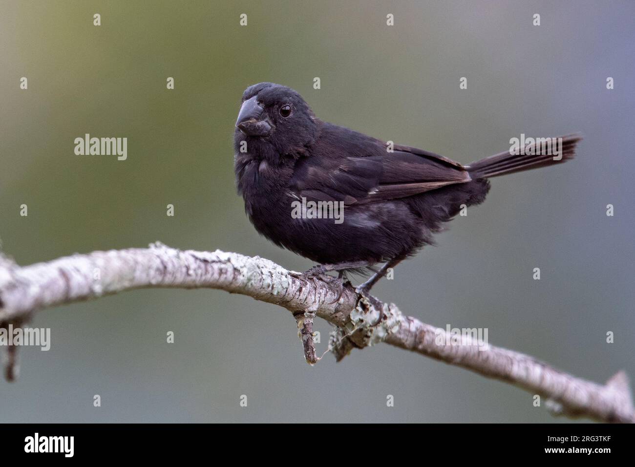 A Male Thick-billed Seed Finch (Sporophila funerea ochrogyne) at ...