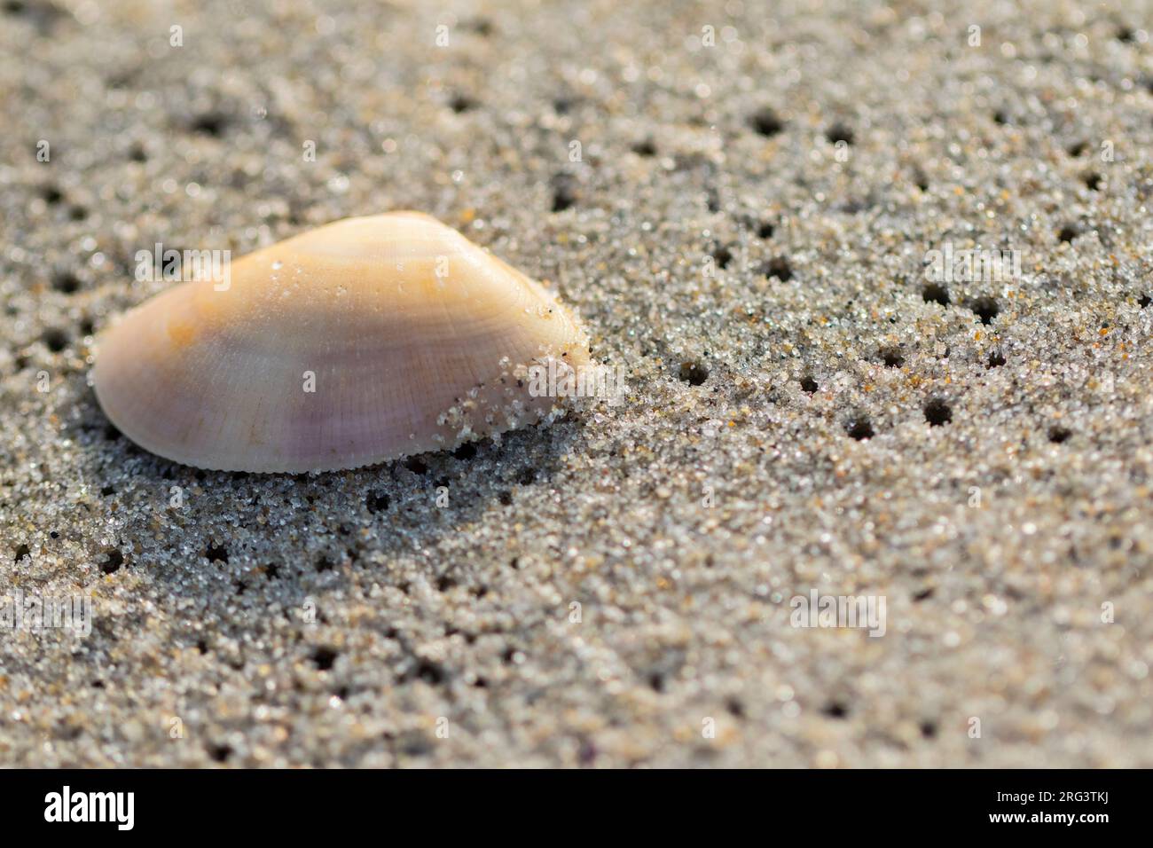 Banded Wedge Shel, Zaagje, Donax vittatus Stock Photo - Alamy