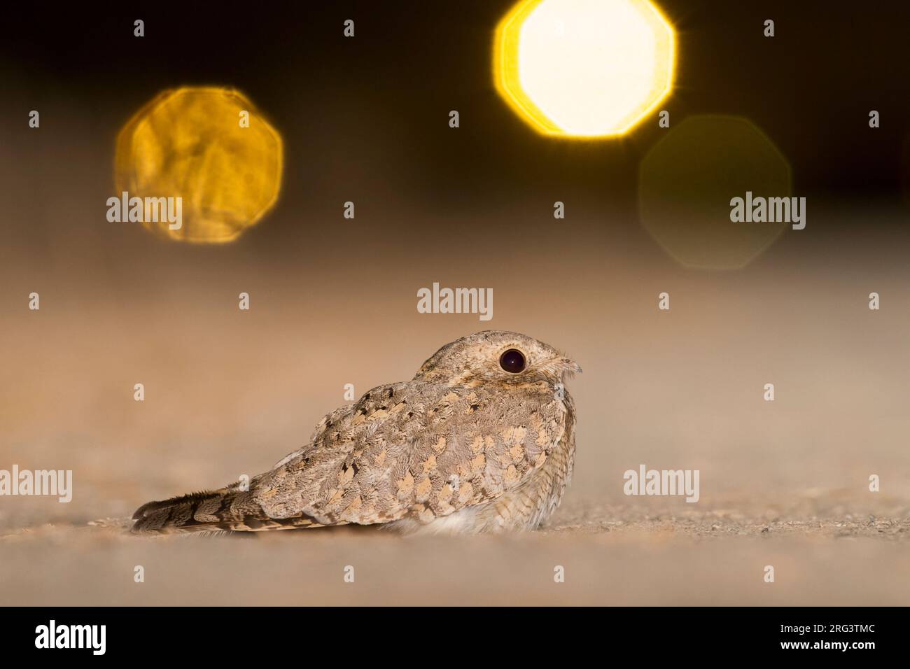 Egyptian Nightjar - Pharaonenziegenmelker - Caprimulgus aegyptius ssp ...