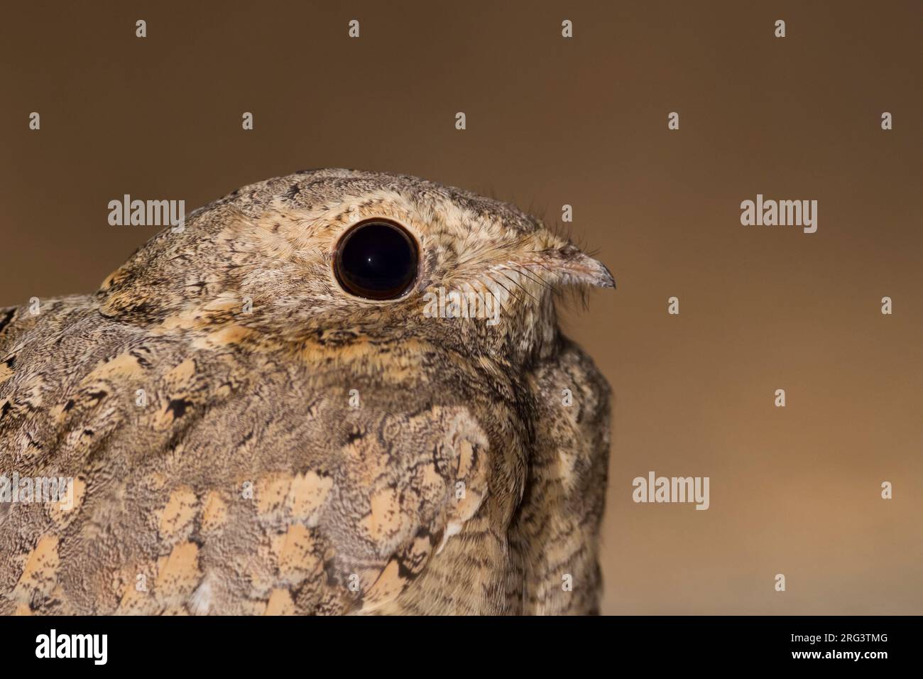 Egyptian Nightjar - Pharaonenziegenmelker - Caprimulgus aegyptius ssp ...