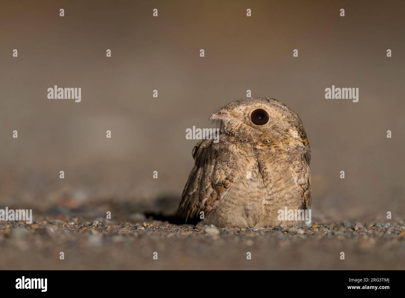 Egyptian Nightjar - Pharaonenziegenmelker - Caprimulgus aegyptius ssp ...