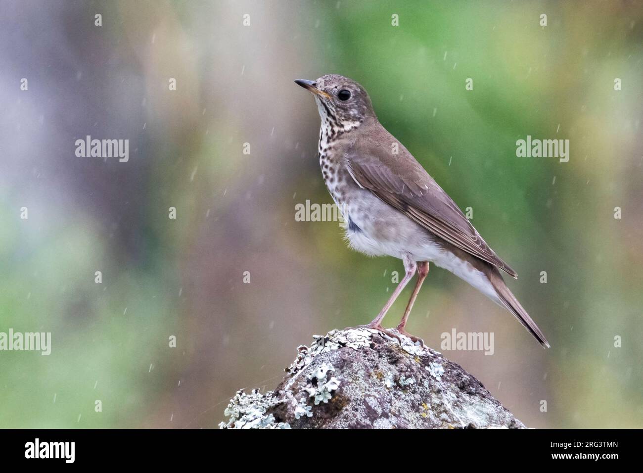 Grijswangdwerglijster, Grey-cheeked Thrush; Catharus minimus Stock Photo - Alamy