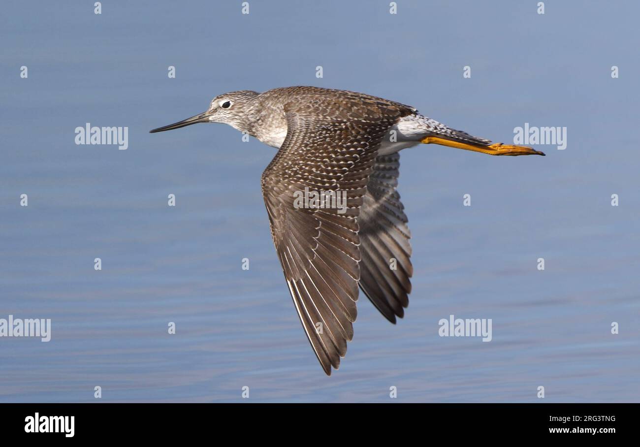 Greater Yellowlegs, Tringa melanoleuca, in flight at New Jersey, USA ...