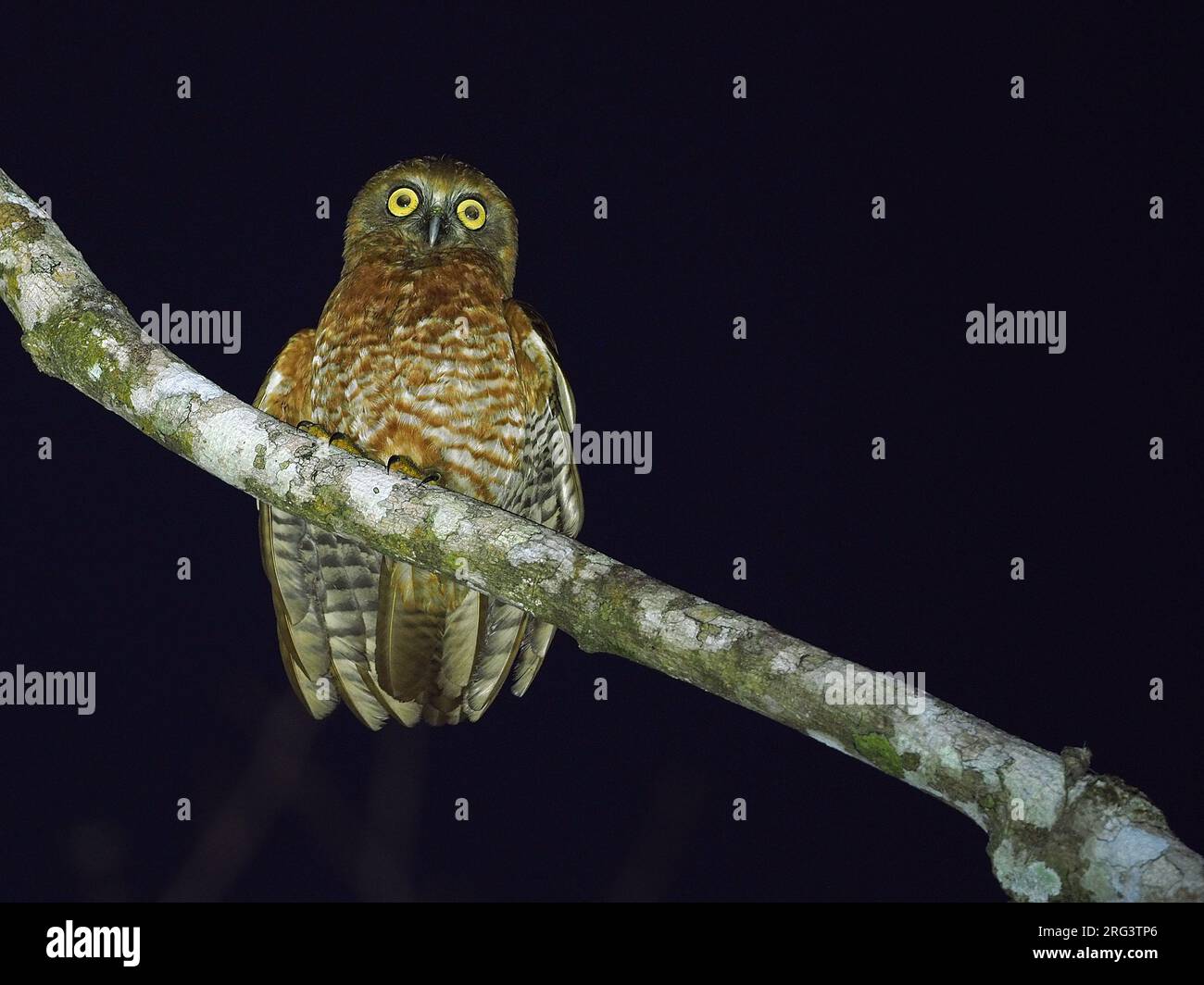 Tanimbar boobook (Ninox forbesi) in the Banda Sea, Indonesia. Endemic ...