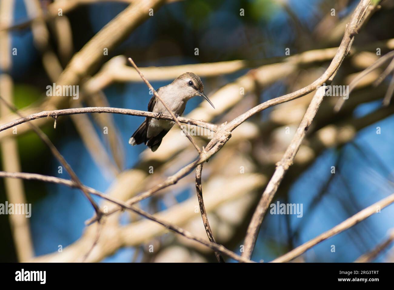 A Bee Hummingbird, the world smallest bird, is seen sitting on a brench ...
