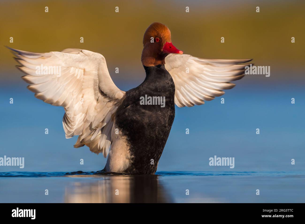 Red-crested Pochard (Netta rufina) male stretching it's wings Stock ...