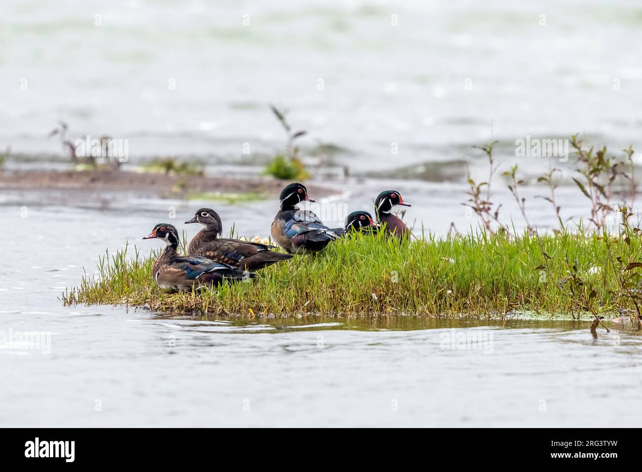 Flock of male with female Wood Duck (Aix sponsa) aka Carolina Duck ...