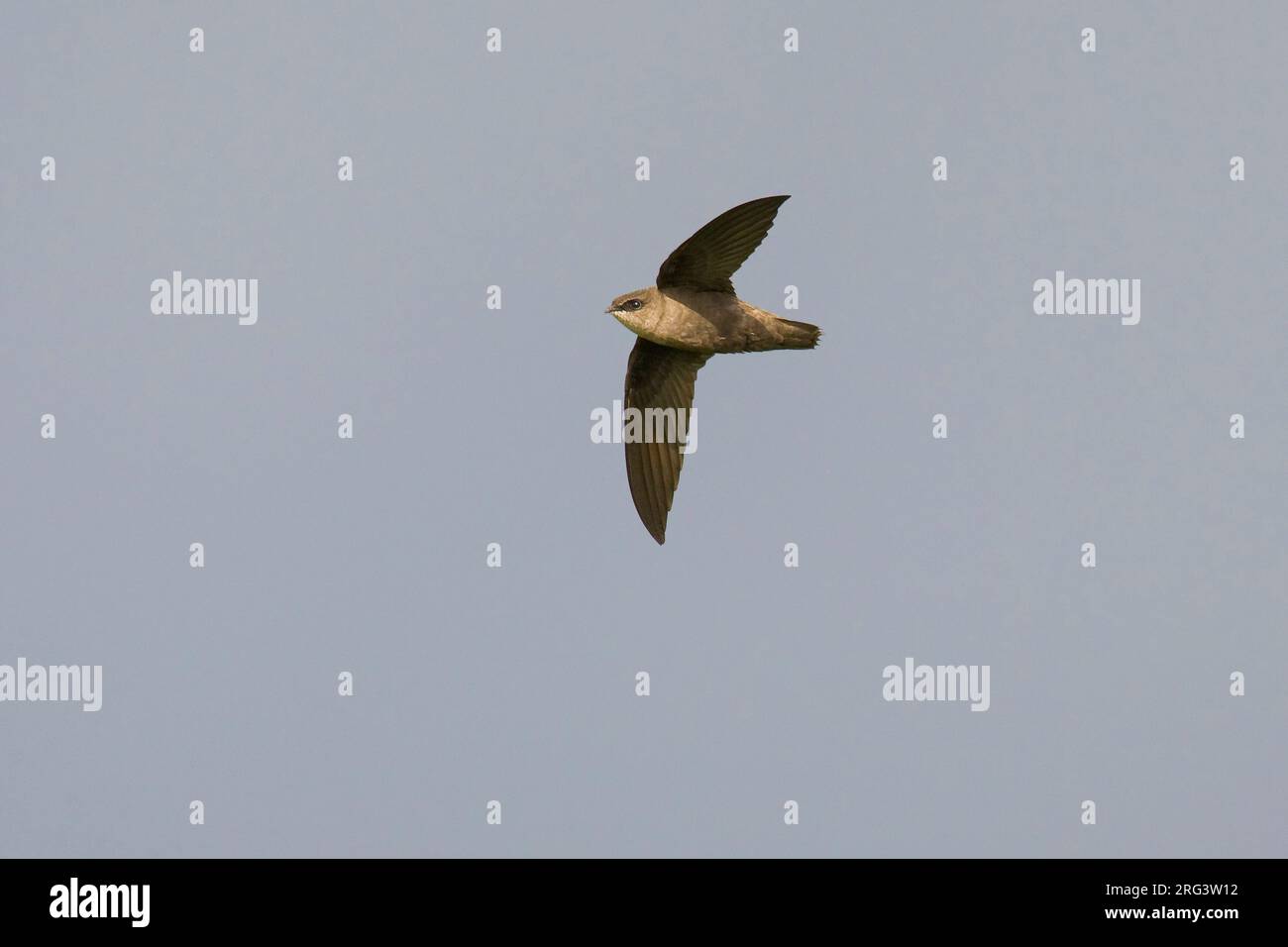 Chimney Swifts Catching Prey
