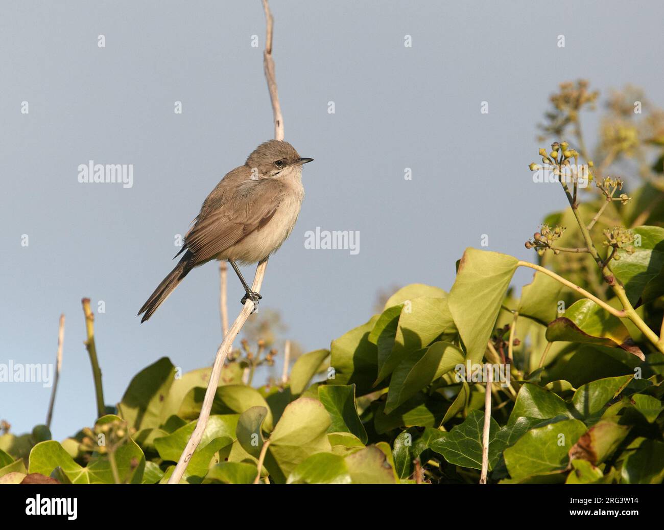 Desert Lesser Whitethroat (halimodendri), also known as Central Asian ...
