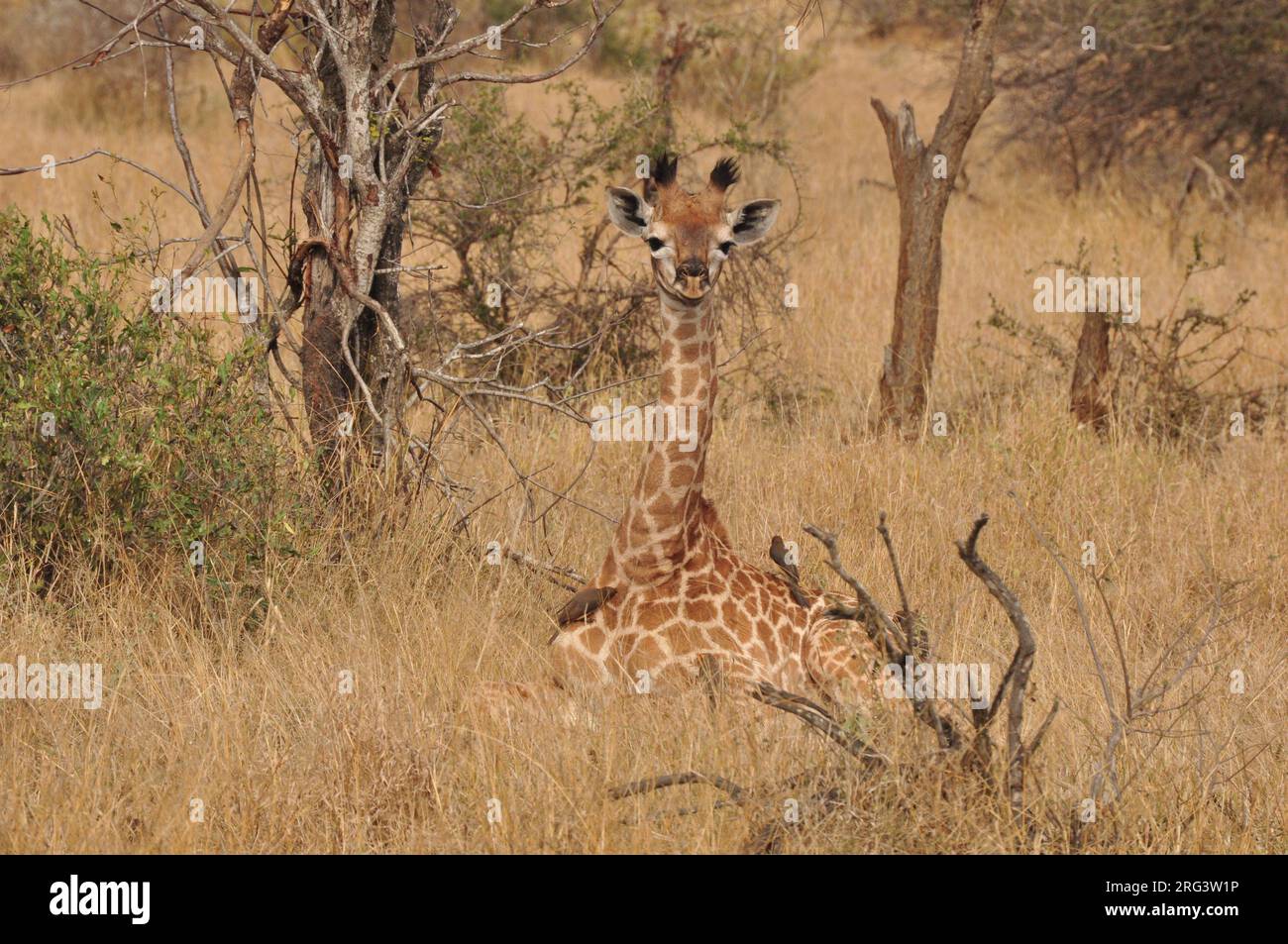 Baby giraffe with bird on body hi-res stock photography and images - Alamy