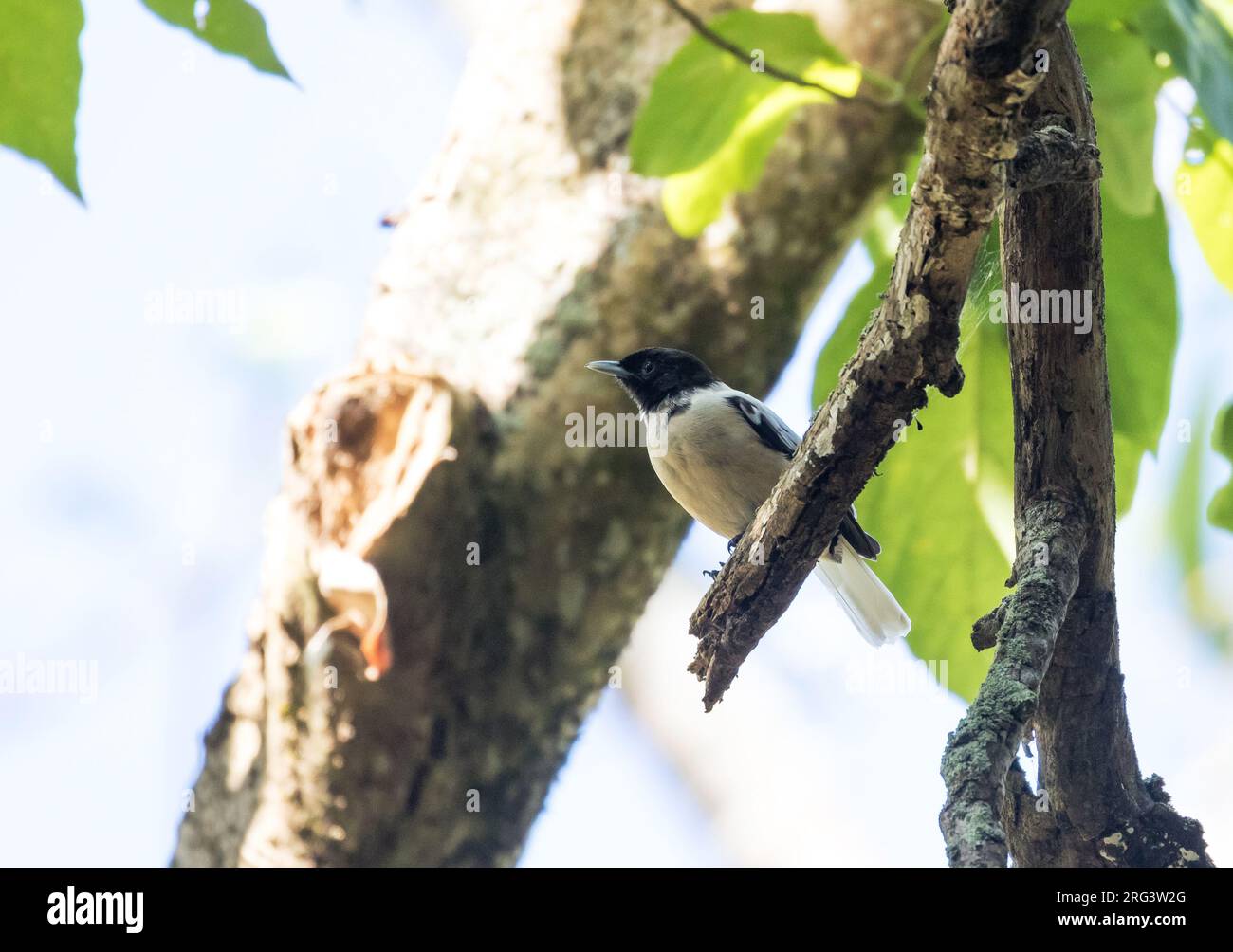 Female Marquesan Monarch (Pomarea mendozae) perched in understory of ...