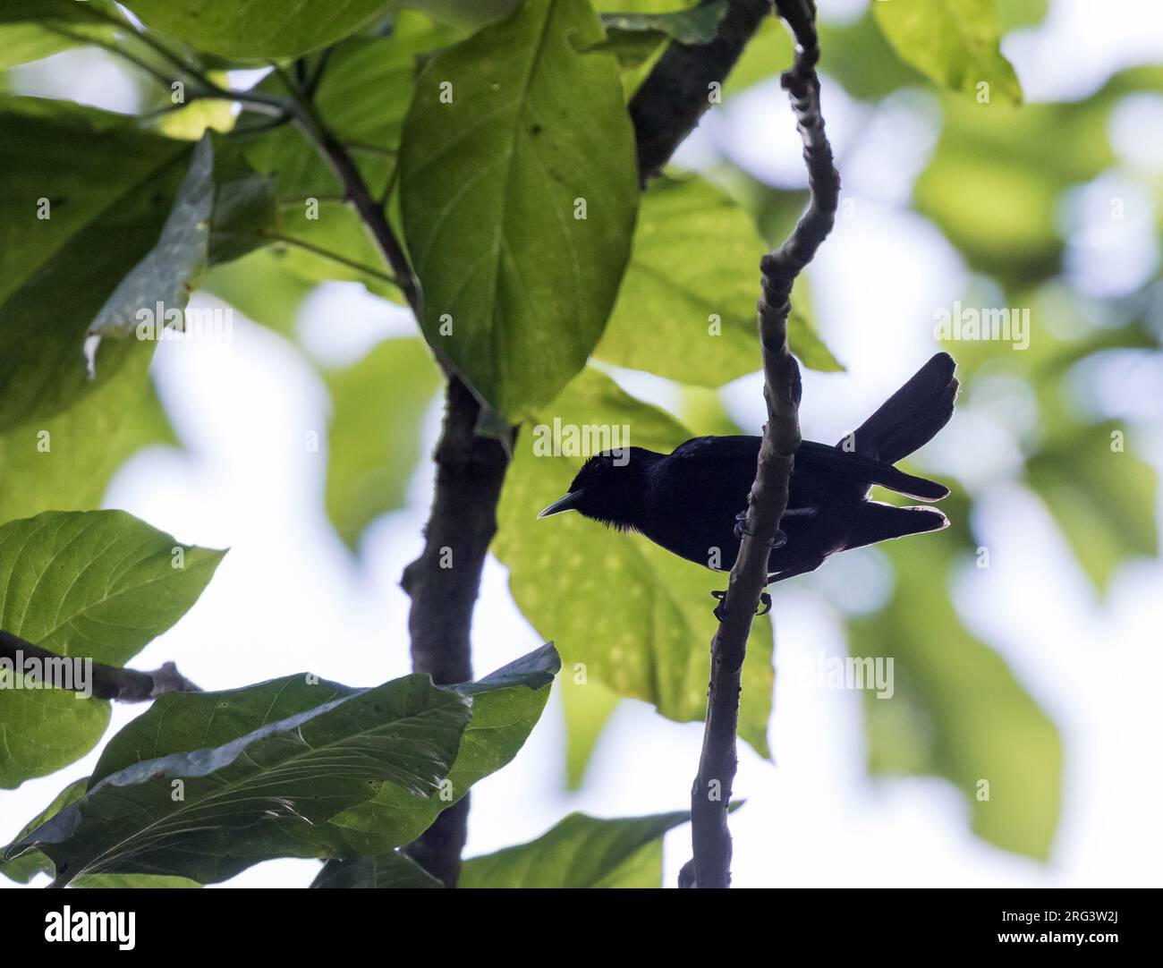 Male Marquesan Monarch (Pomarea mendozae) perched in understory of ...