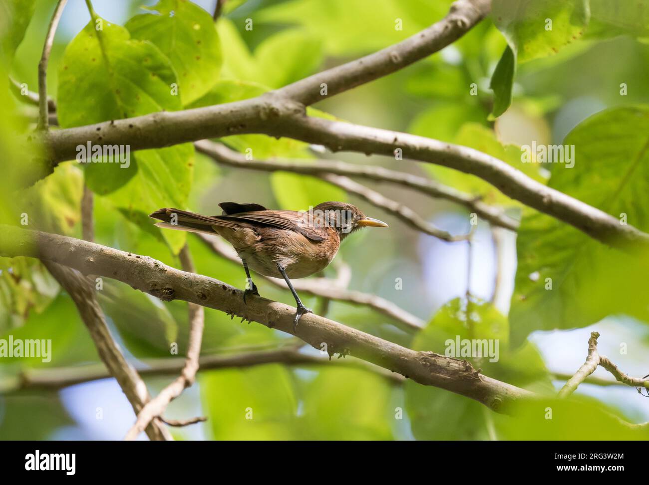 Marquesan monarch hi-res stock photography and images - Alamy