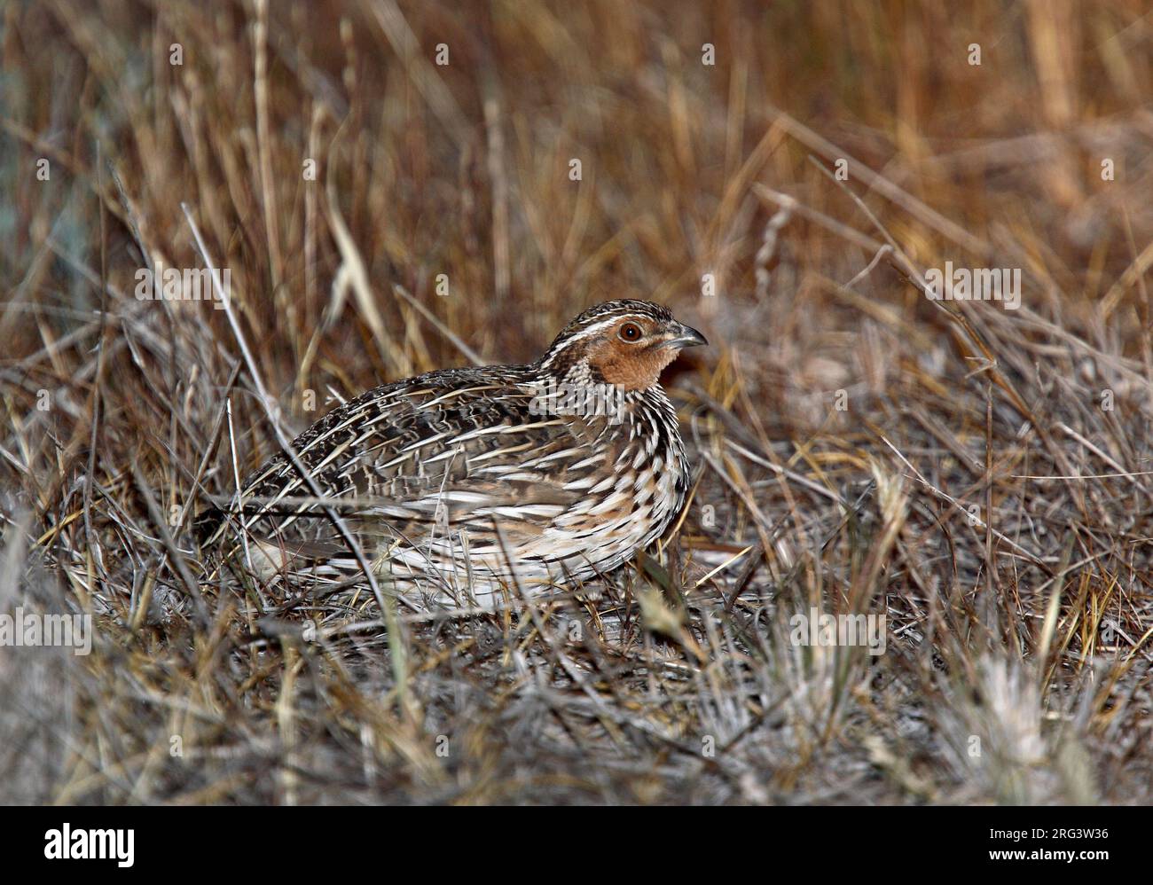 Stubble Quail (Coturnix pectoralis) in Australia Stock Photo - Alamy