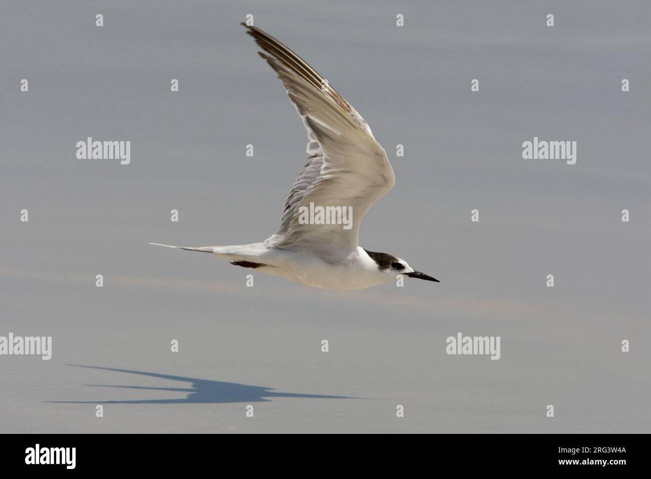 Sterna repressa hi-res stock photography and images - Alamy