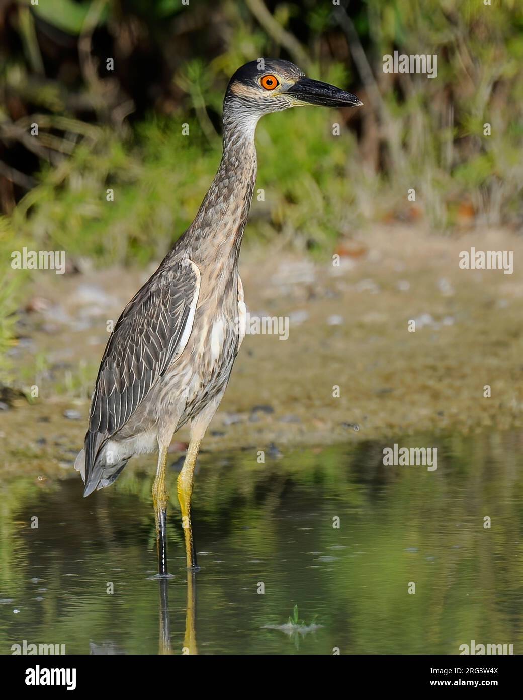 Yellow-crowned Night-Heron (Nyctanassa violacea), immature bird ...