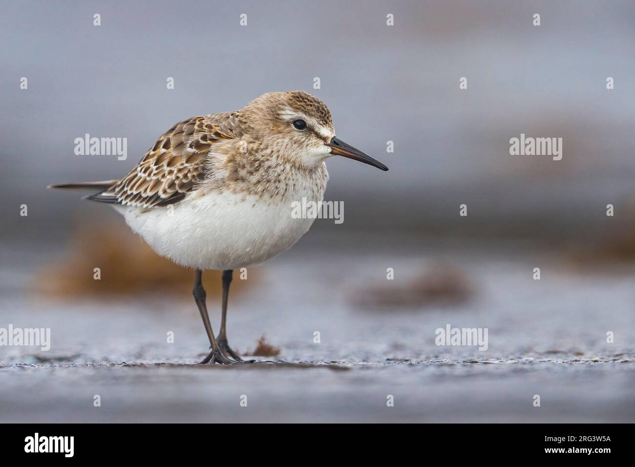 Bonapartes Strandloper, White-rumped Sandpiper Stock Photo - Alamy
