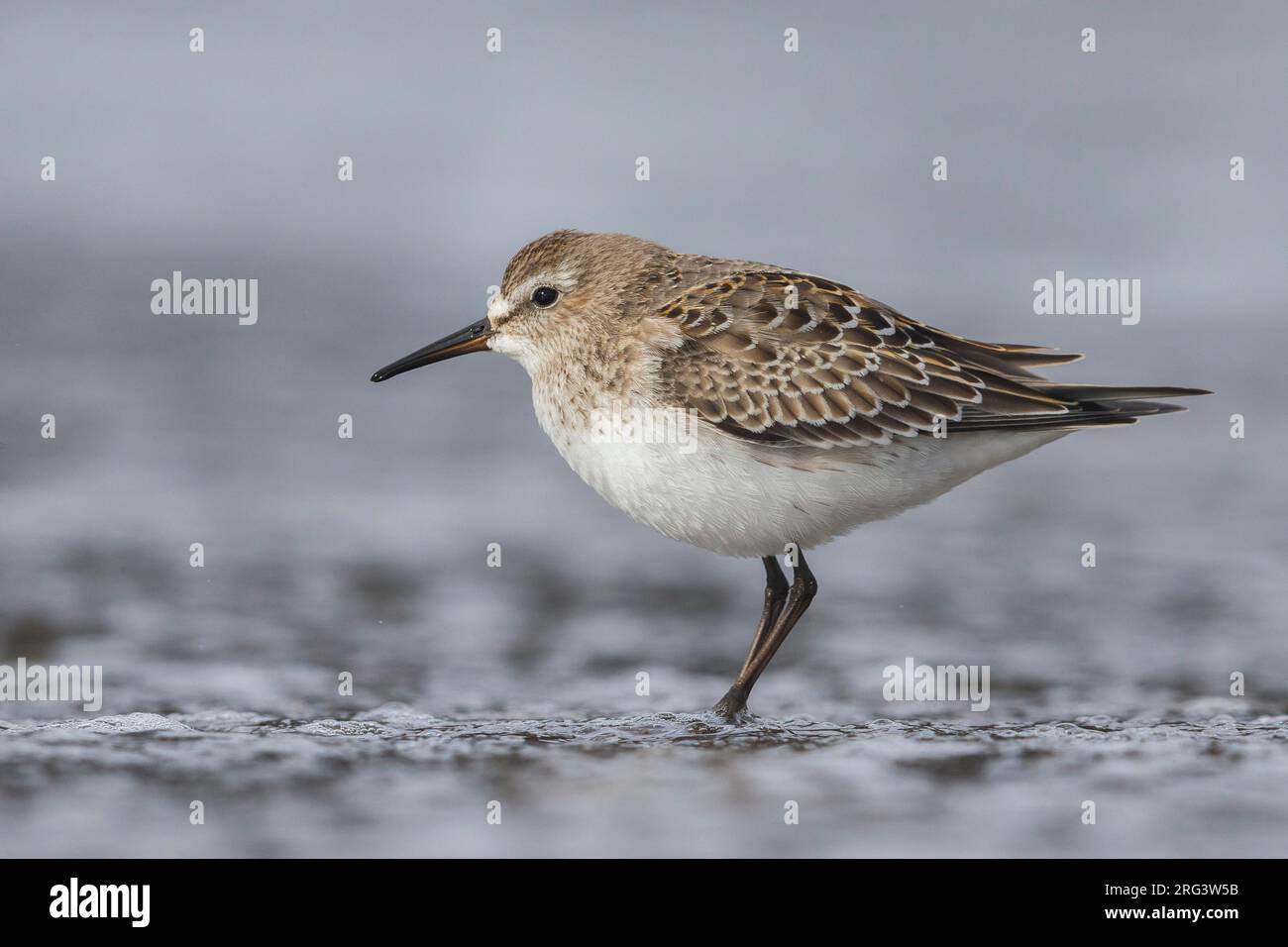 Bonapartes Strandloper, White-rumped Sandpiper Stock Photo - Alamy