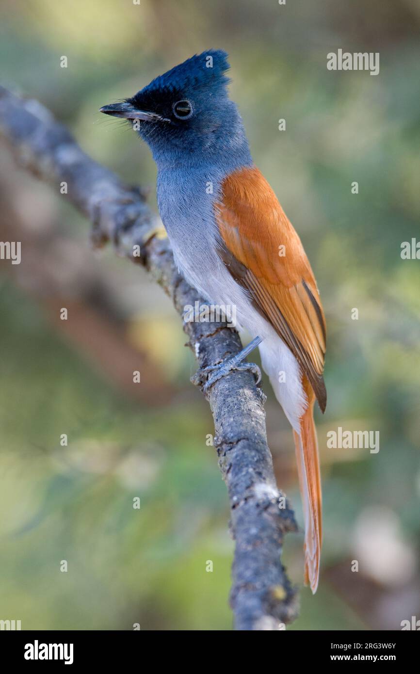 African paradise flycatcher hi-res stock photography and images - Alamy
