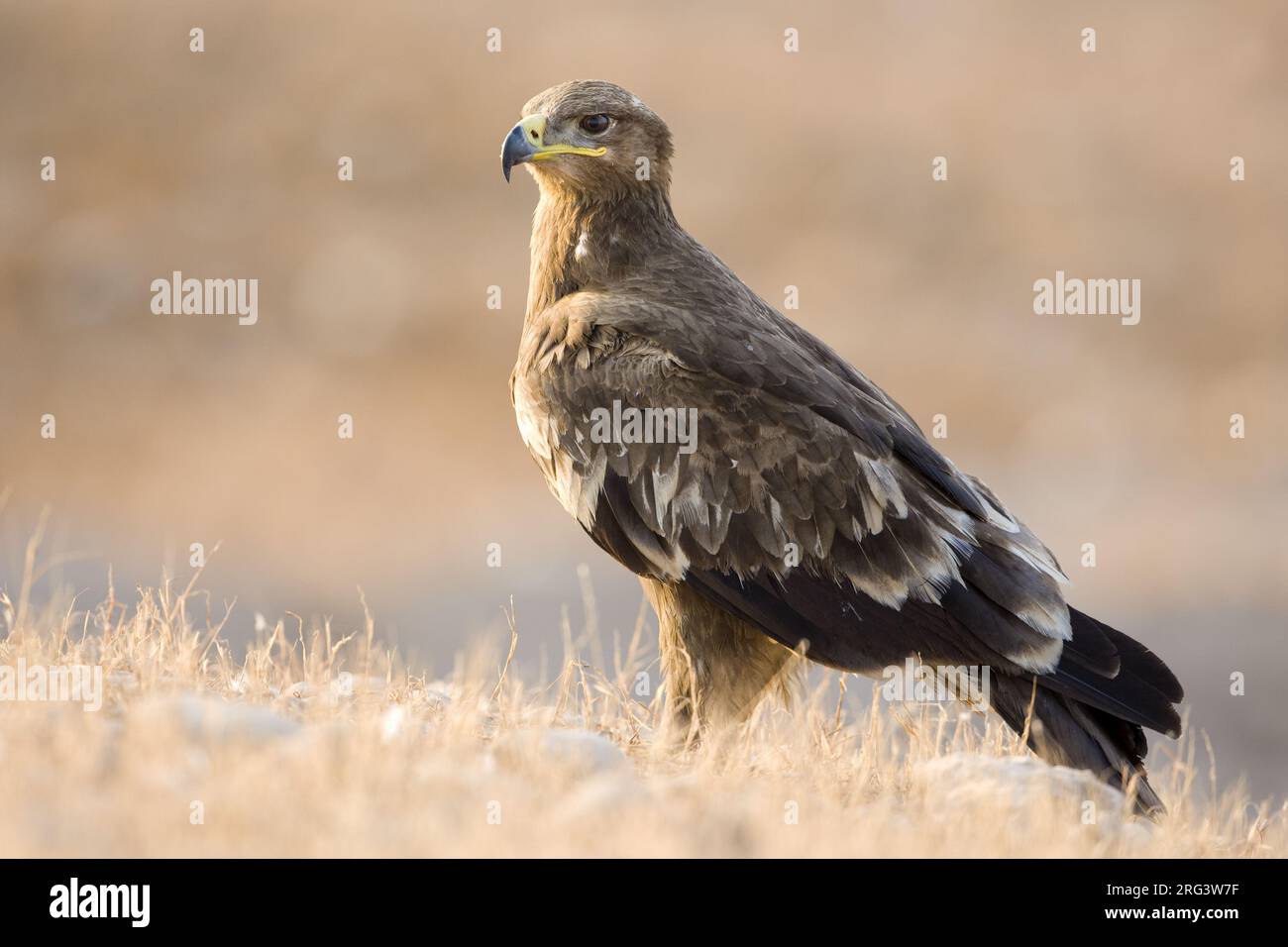 Onvolwassen Steppearend in zit; Immature Steppe Eagle perched Stock ...