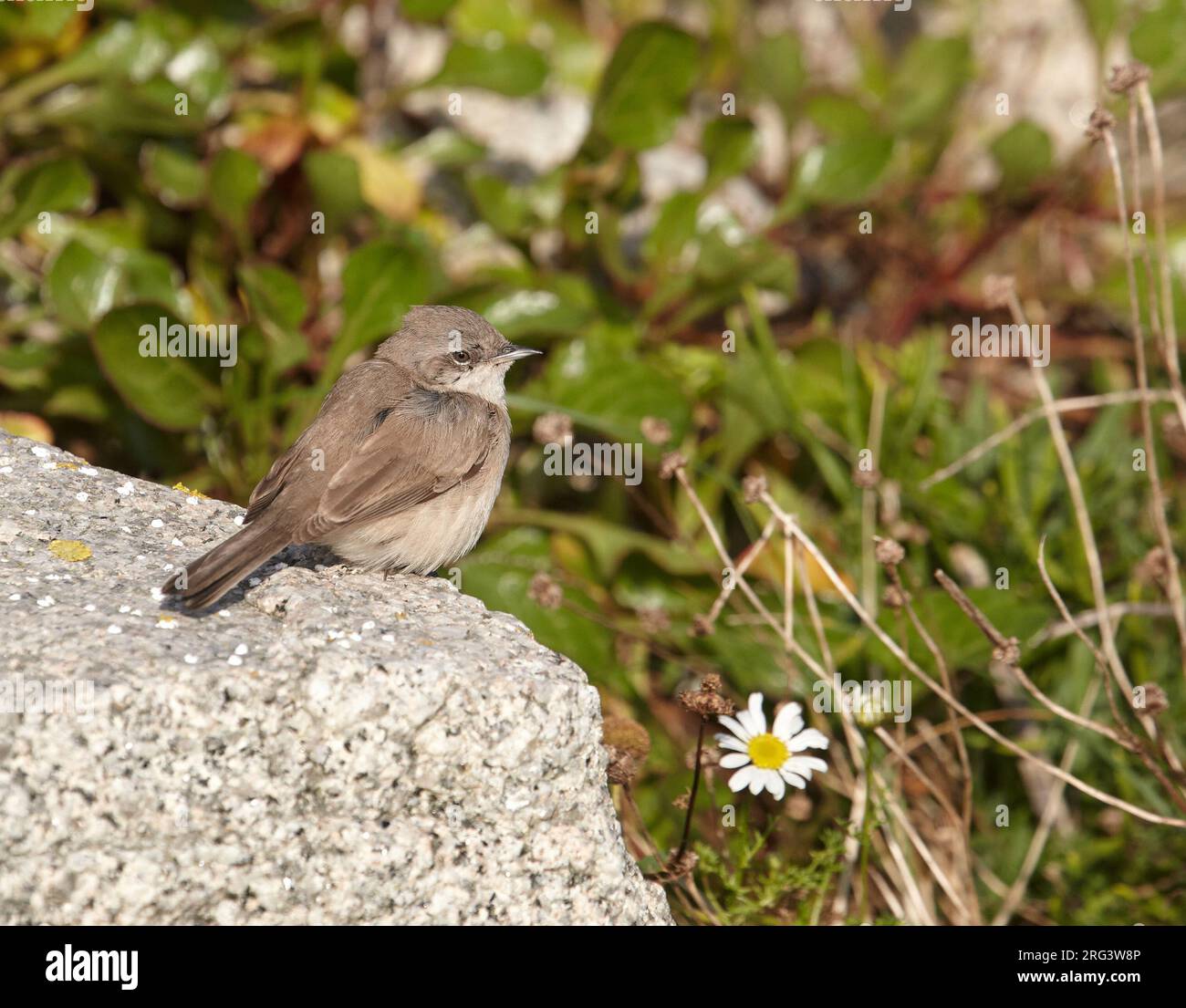 Desert Lesser Whitethroat (halimodendri), also known as Central Asian ...
