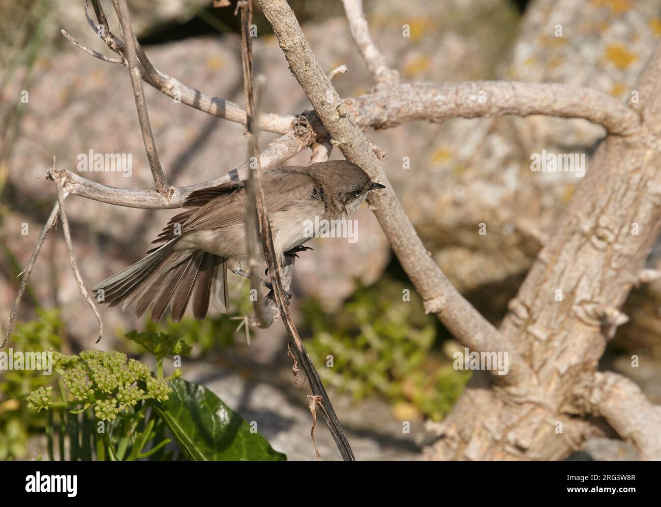 Desert Lesser Whitethroat (halimodendri), also known as Central Asian ...