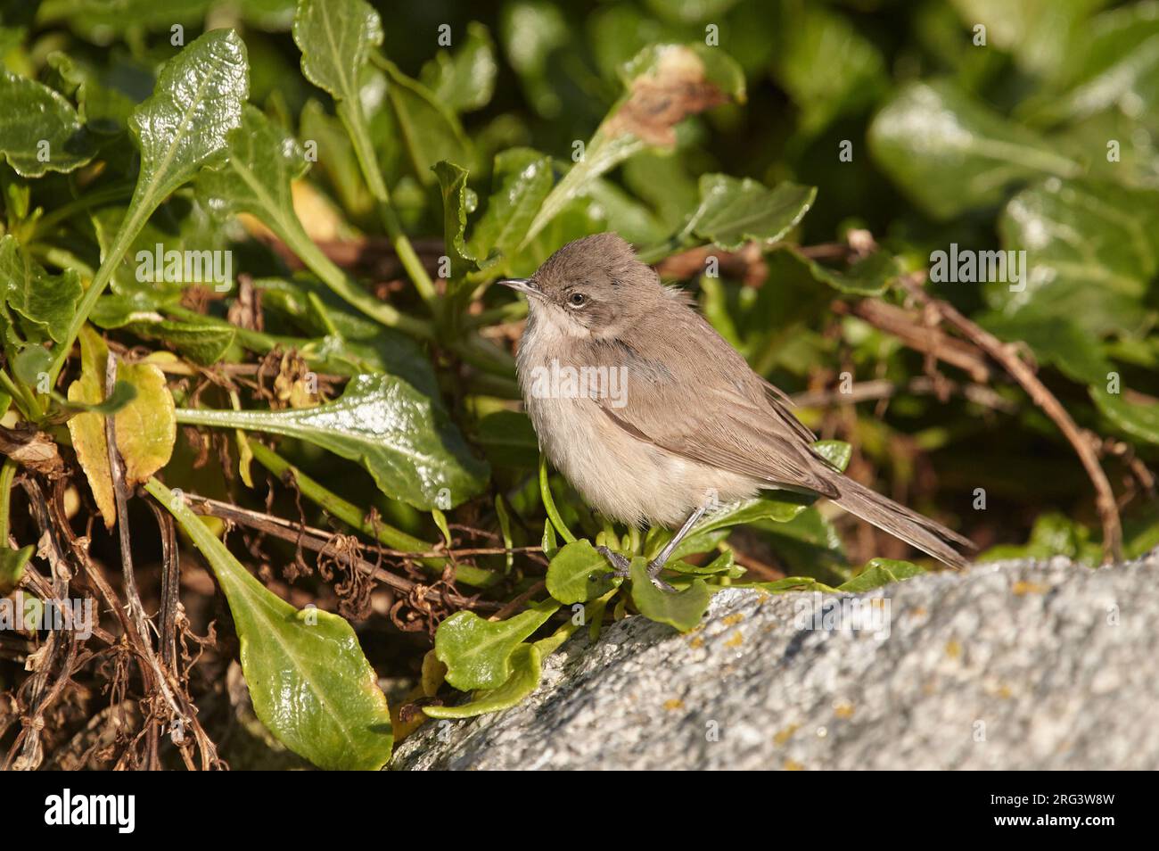 Desert Lesser Whitethroat (halimodendri), also known as Central Asian ...