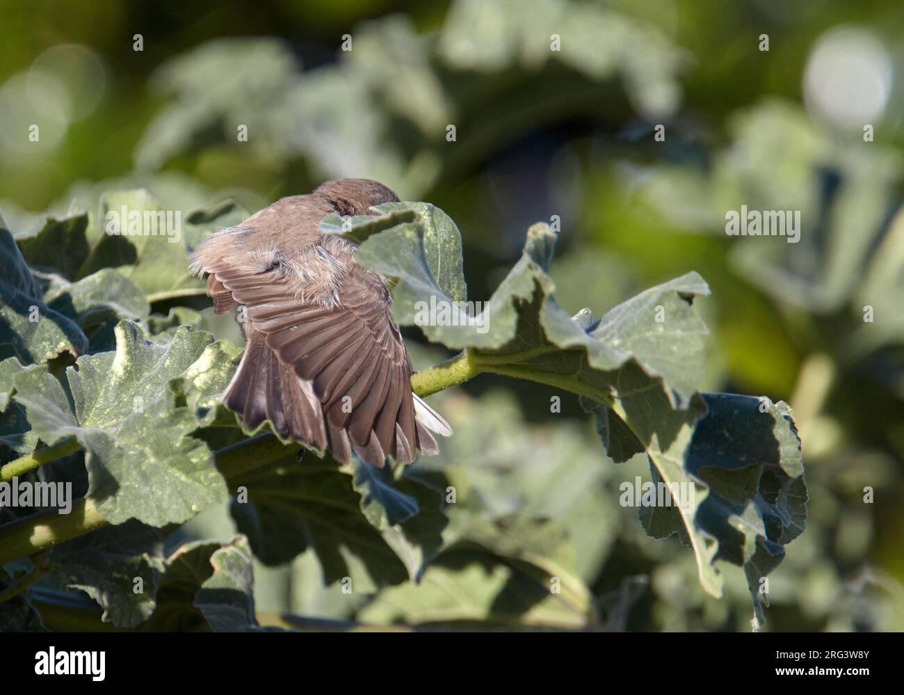 Desert Lesser Whitethroat (halimodendri), also known as Central Asian ...
