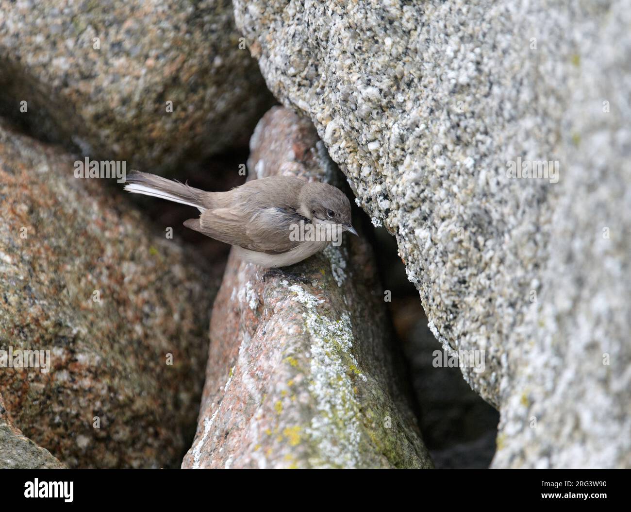 Desert Lesser Whitethroat (halimodendri), also known as Central Asian ...