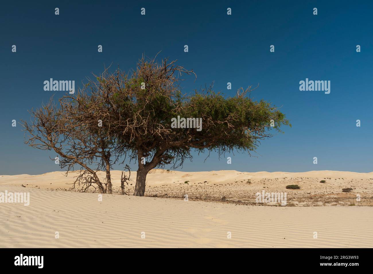 A lone tree growing in white desert sand dunes. Khaluf Desert, Arabian ...