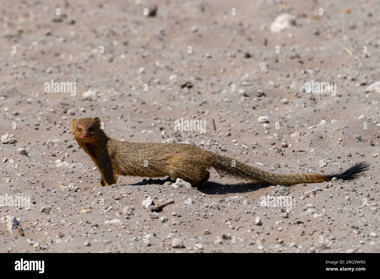 A slender mongoose, Galerella sanguinea. Kalahari, Botswana Stock Photo ...