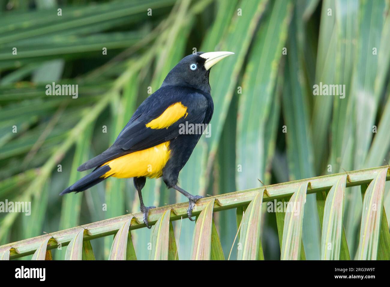 Yellow-rumped Cacique (Cacicus cela) at Puerto Nariño, Amazonas ...