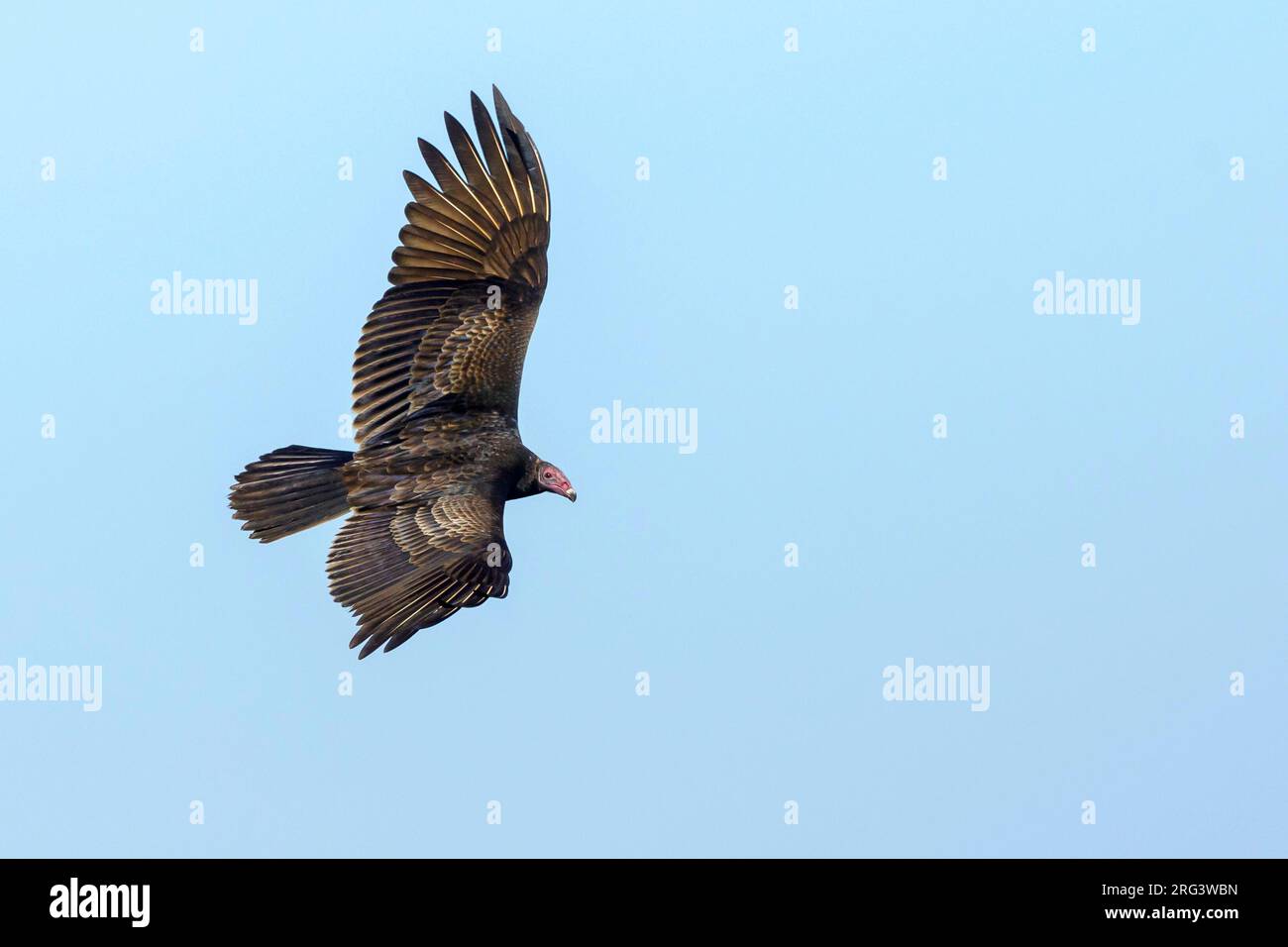Turkey Vulture, Cathartes aura, flying overhead in North America Stock ...