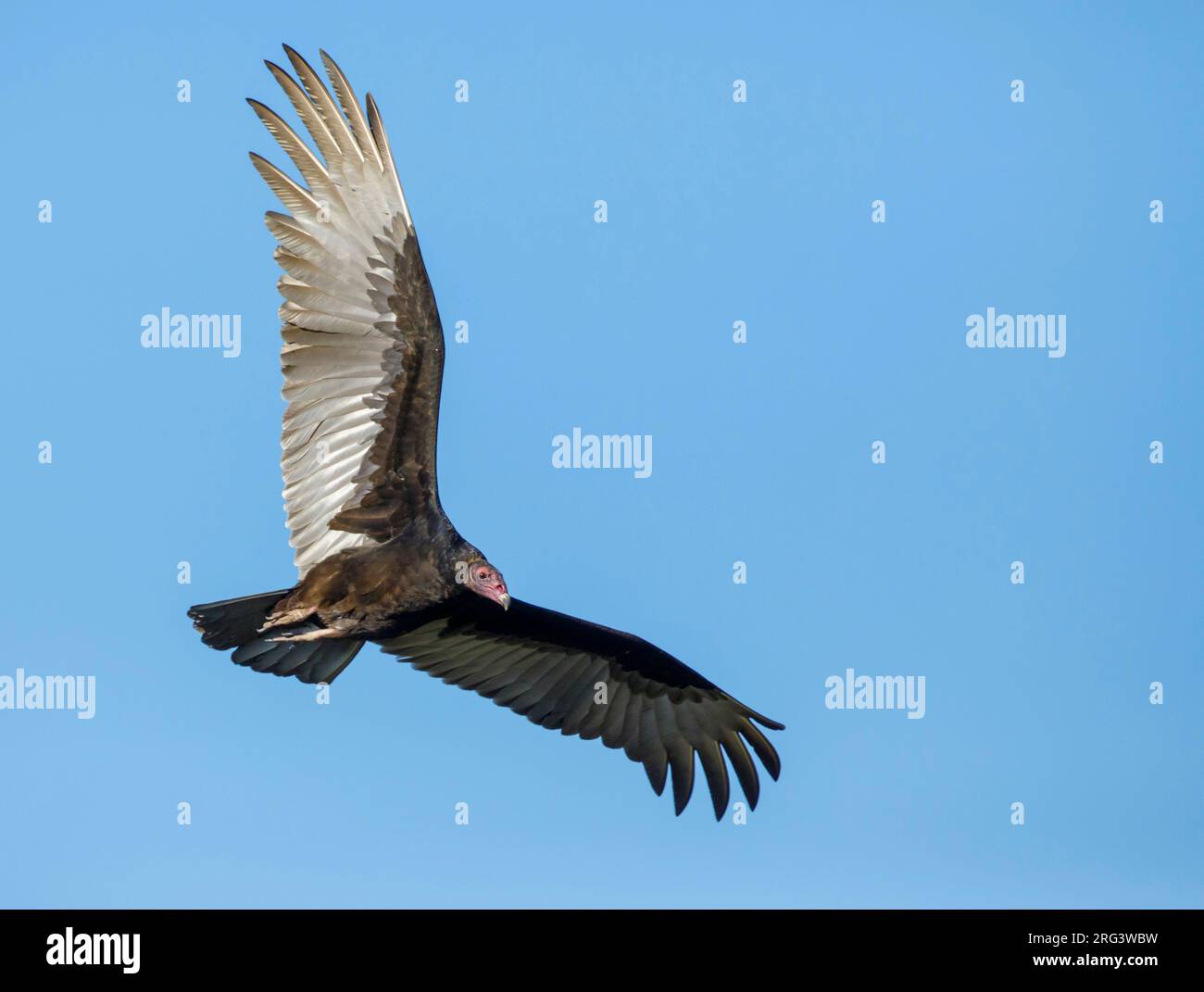 Most common raptor in north america hi-res stock photography and images ...