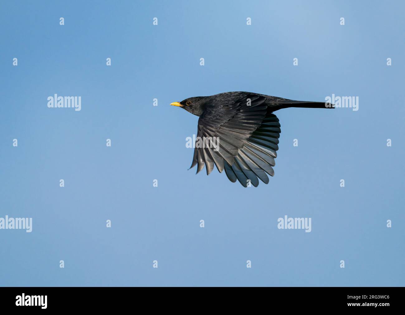Adult male Common Blackbird (Turdus merula) flying, migrating in blue ...